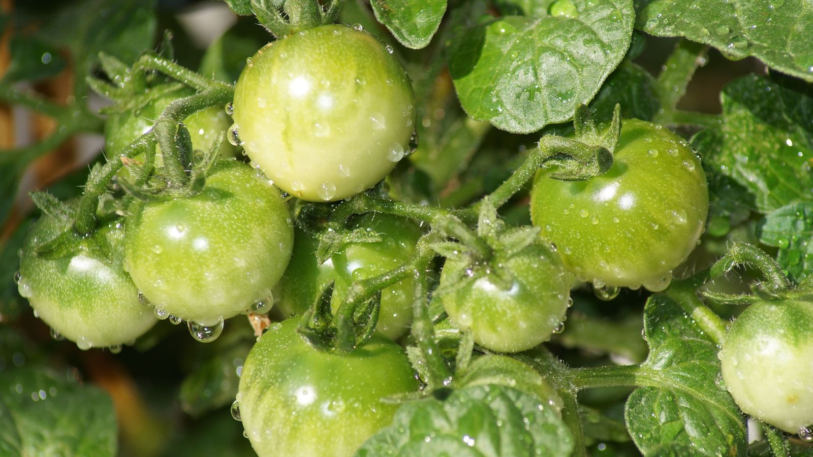 ¿Qué es la fertilización foliar?